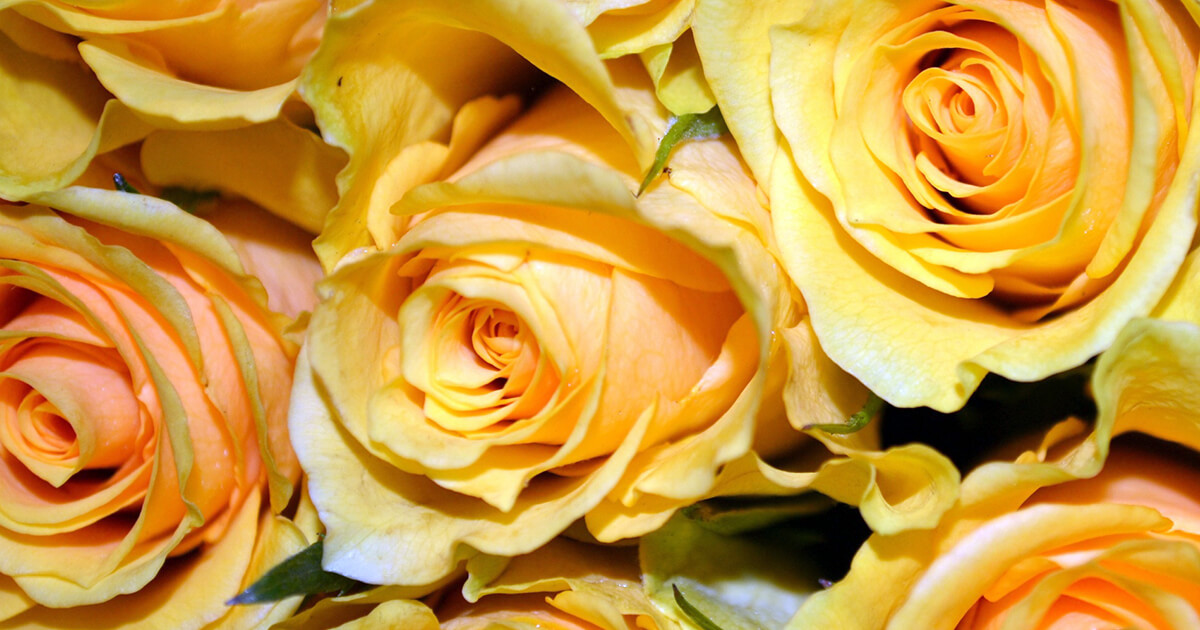 Dear Man With the Yellow Roses - PopMalt